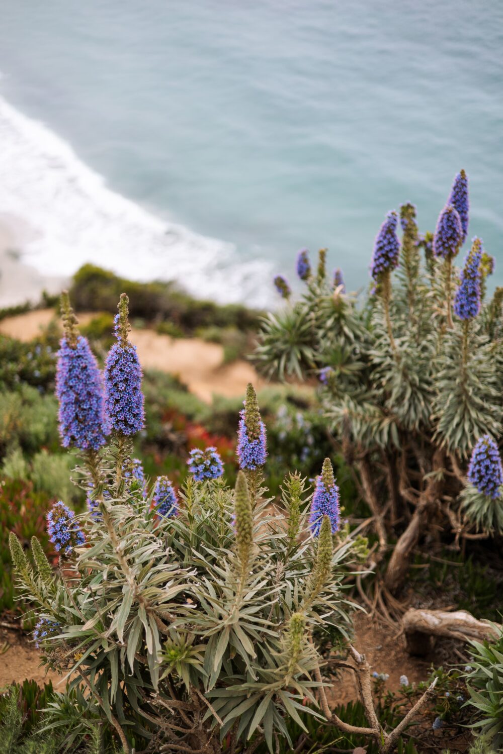The Complete Big Sur Elopement Guide for 2025 - https://nicoleleniakiser.com