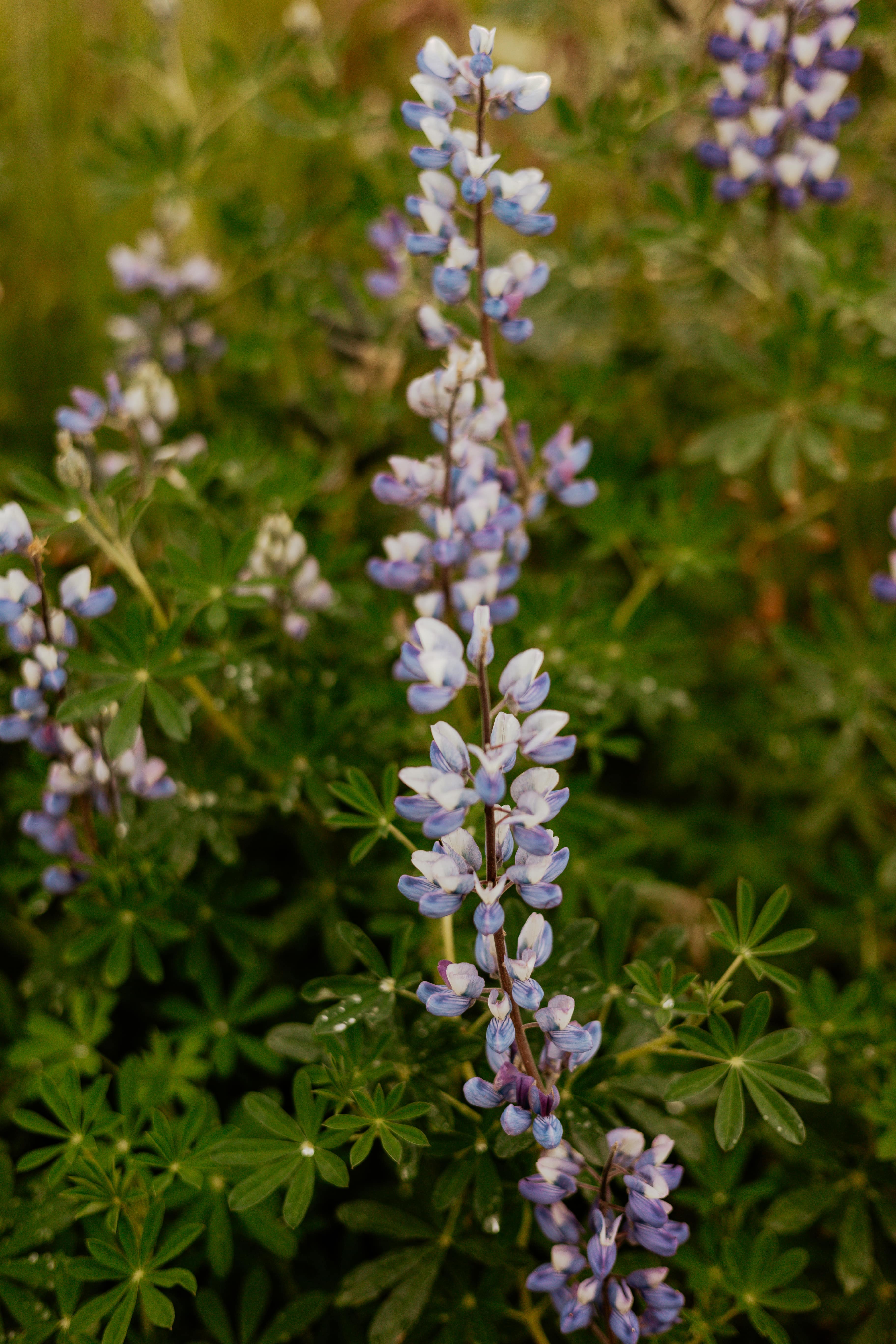 Iceland Skogafoss Waterfall Proposal - https://nicoleleniakiser.com